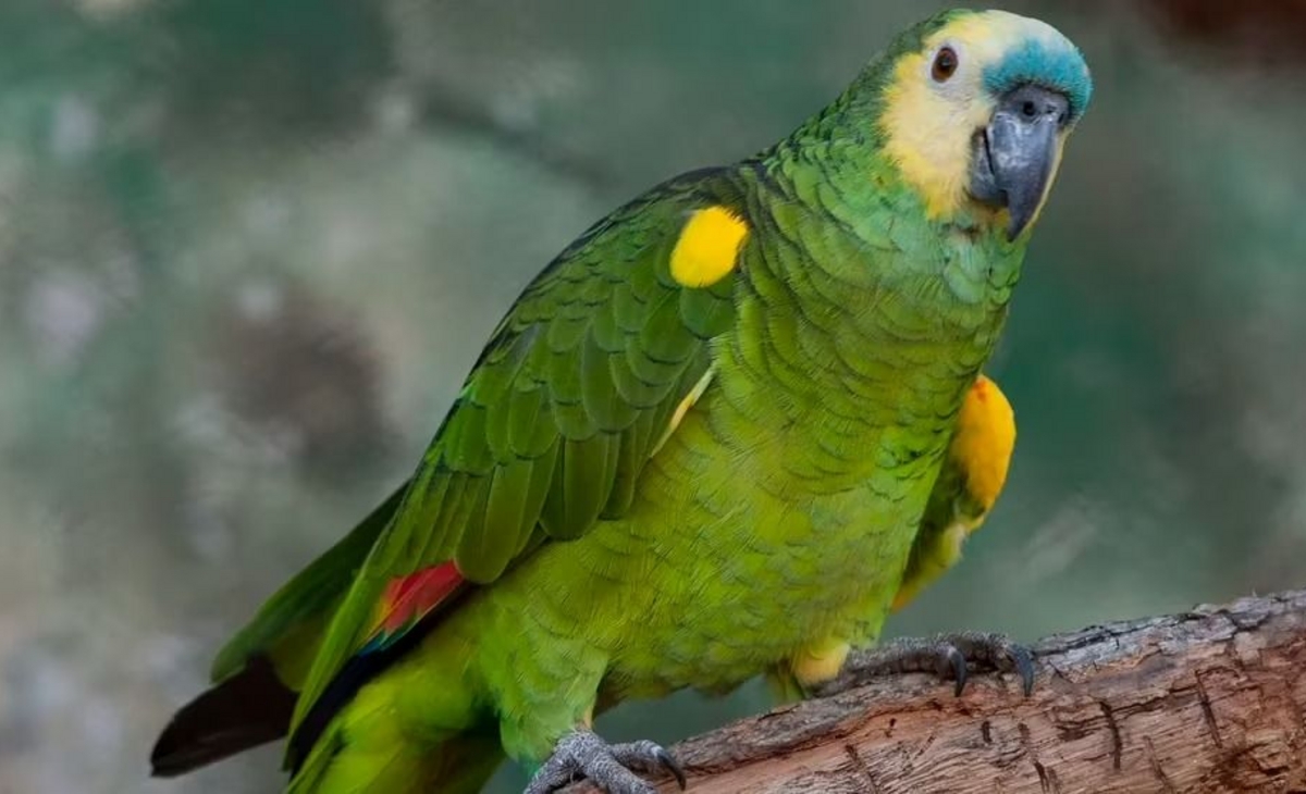 Murió uno de los pacientes internados por la "gripe del loro"