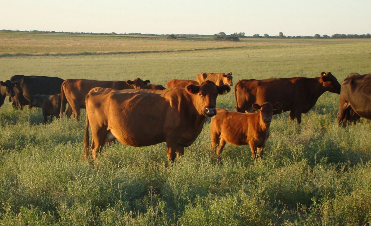 En tres meses, el rodeo bovino de La Pampa creció un 4,9%