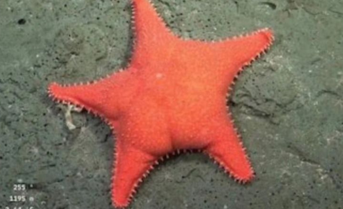 Estrella Culona: el meme del Conicet que tiene más imagen positiva que ...